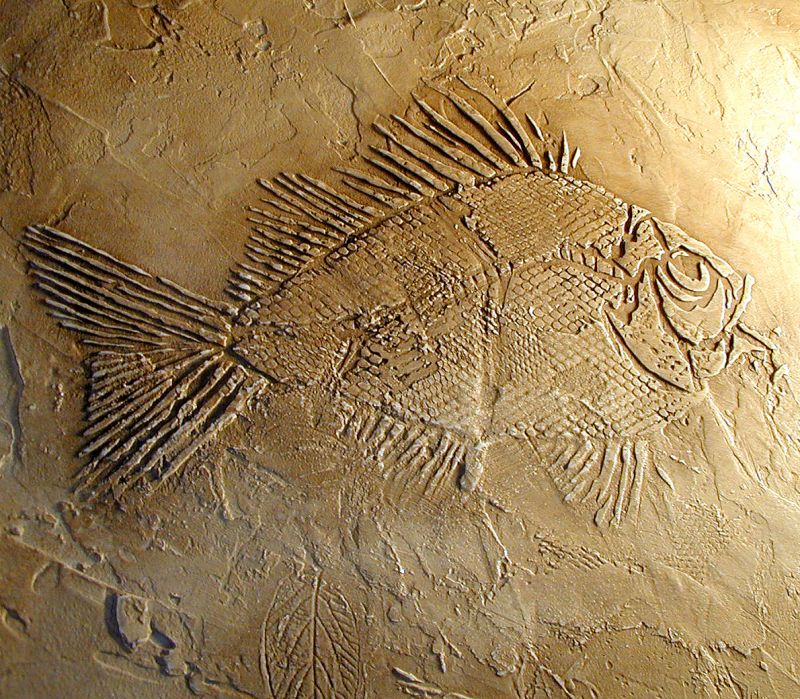 Fossil Fish stencil for wall decor. Reusable fossil stencils for crafts ...