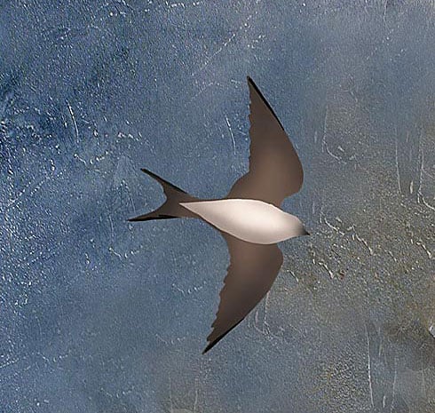 Swallowtail Wall Stencil | Realistic Bird Stencils Online